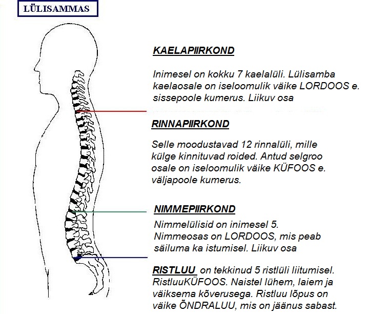 Selg, selja ehitus ja lihased | Indrek Blok´i massaaži-ja teraapiatuba